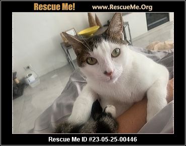 - Florida Cat Rescue - ADOPTIONS - Rescue Me!