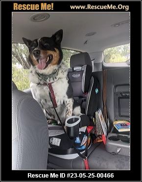 - Georgia Border Collie Rescue - ADOPTIONS - Rescue Me!