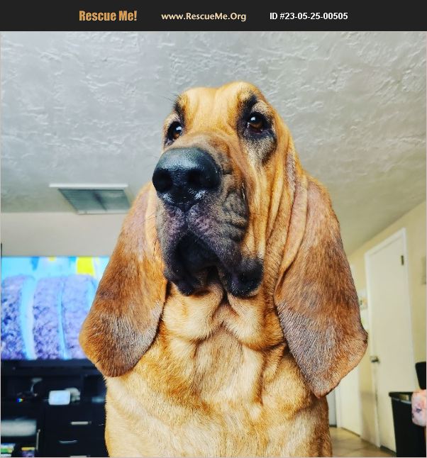 ADOPT 23052500505 ~ Bloodhound Rescue ~ Hudson, FL