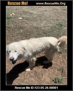 - Colorado Great Pyrenees Rescue - ADOPTIONS - Rescue Me!