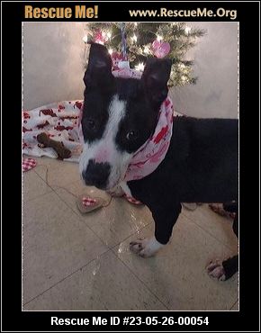 - New York Boston Terrier Rescue - ADOPTIONS - Rescue Me!