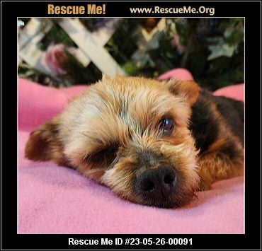 - Colorado Yorkie Rescue - ADOPTIONS - Rescue Me!