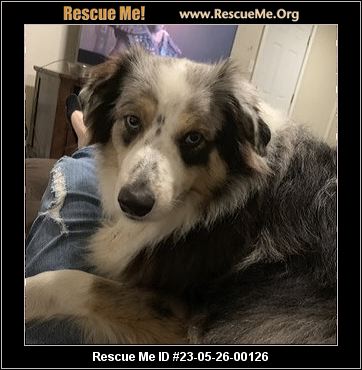 - Kansas Dog Rescue - ADOPTIONS - Rescue Me!