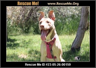 - Utah Dog Rescue - ADOPTIONS - Rescue Me!