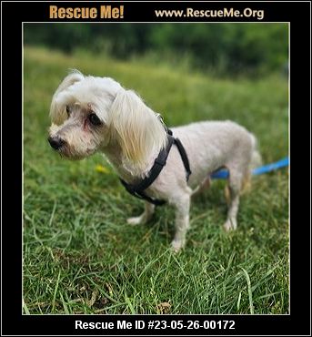 - Minnesota Dog Rescue - ADOPTIONS - Rescue Me!