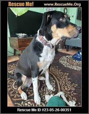 - Utah Dog Rescue - ADOPTIONS - Rescue Me!