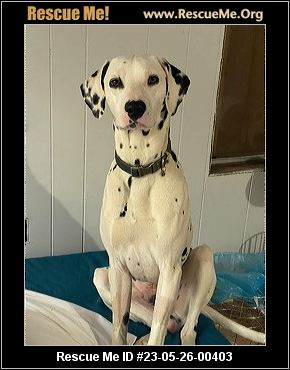 - Texas Dalmatian Rescue - ADOPTIONS - Rescue Me!