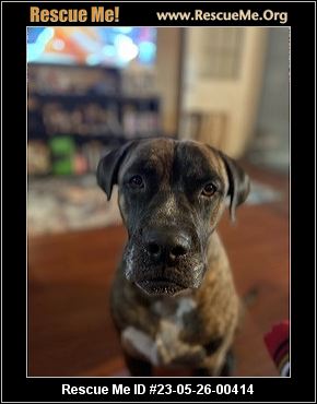 - Arizona Boxer Rescue - ADOPTIONS - Rescue Me!