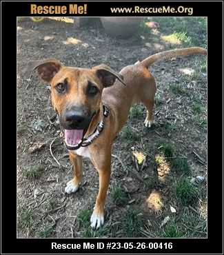 - Wisconsin Dog Rescue - ADOPTIONS - Rescue Me!