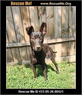 - Wisconsin Dog Rescue - ADOPTIONS - Rescue Me!