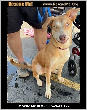 - Wisconsin Dog Rescue - ADOPTIONS - Rescue Me!