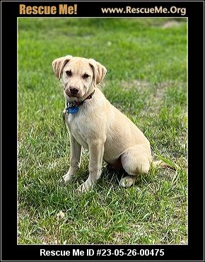 - Minnesota Dog Rescue - ADOPTIONS - Rescue Me!