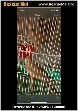 - Washington Pet Bird Rescue - ADOPTIONS - Rescue Me!
