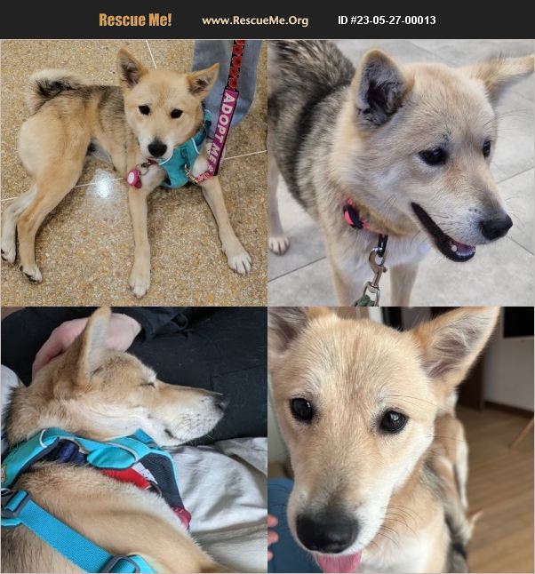 ADOPT 23052700013 ~ Jindo Rescue ~ New York, NY