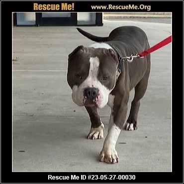 - New Jersey Pit Bull Rescue - ADOPTIONS - Rescue Me!