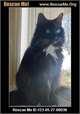 - Virginia Cat Rescue - ADOPTIONS - Rescue Me!