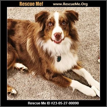 - Kentucky Dog Rescue - ADOPTIONS - Rescue Me!
