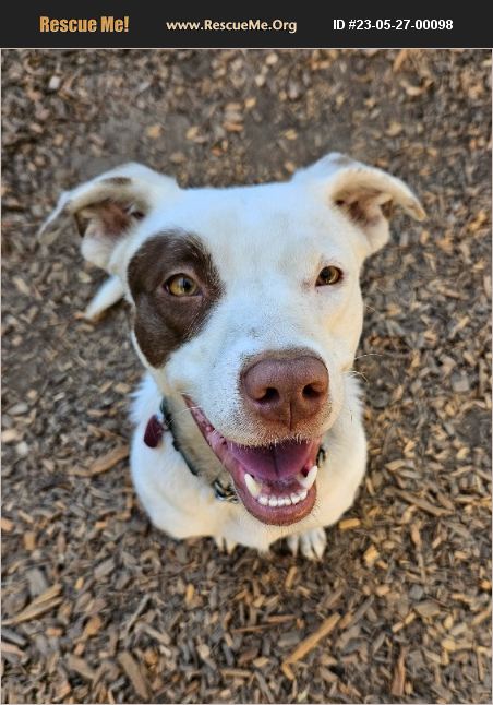 ADOPT 23052700098 ~ Australian Shepherd Rescue ~ Eugene, OR