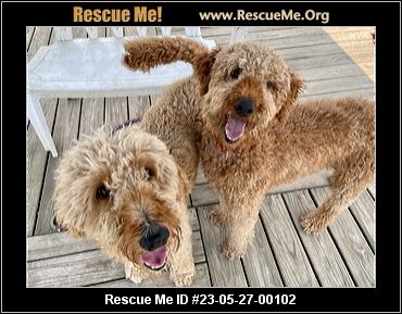 - New York Dog Rescue - ADOPTIONS - Rescue Me!