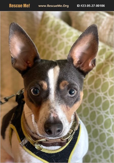 ADOPT 23052700106 ~ Rat Terrier Rescue ~ Freeport, NY