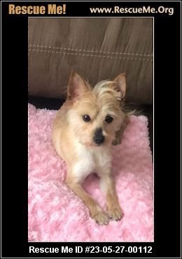 - Michigan Pomeranian Rescue - ADOPTIONS - Rescue Me!