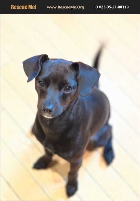 ADOPT 23052700119 ~ Miniature Pinscher Rescue ~ Coeur D'Alene, ID