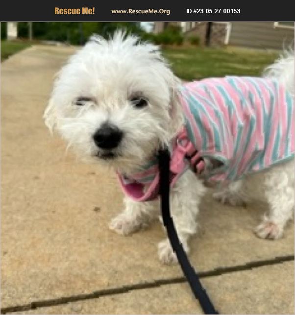 ADOPT 23052700153 ~ Maltese Rescue ~ Charlotte, NC