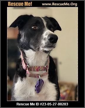 - Arizona Border Collie Rescue - ADOPTIONS - Rescue Me!