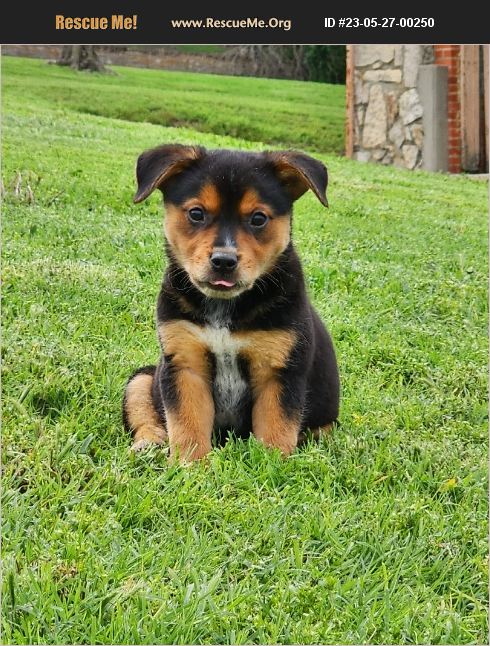 ADOPT 23052700250 ~ Australian Shepherd Rescue ~ Kansas