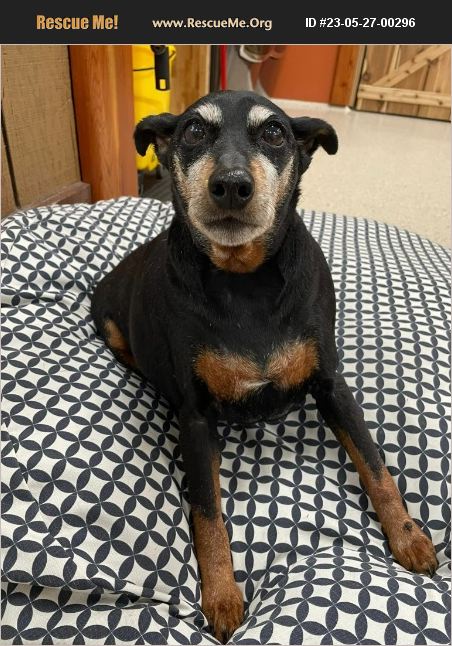 ADOPT 23052700296 ~ Miniature Pinscher Rescue ~ South Lyon, MI