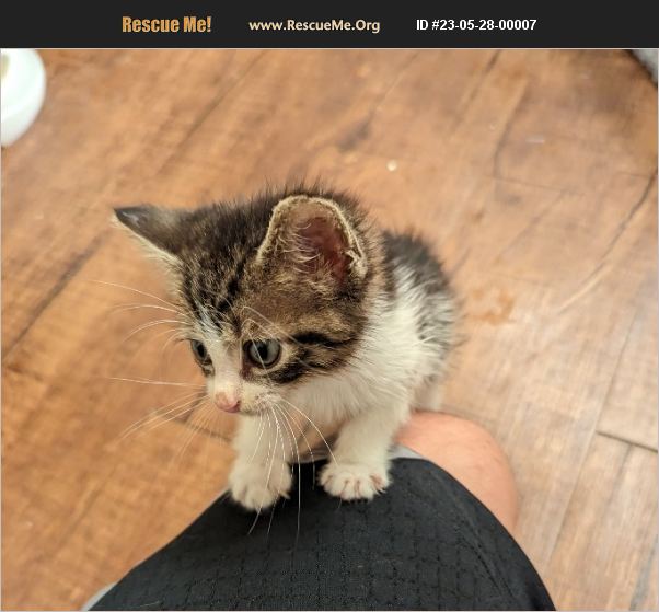 ADOPT 23052800007 ~ Manx Rescue ~ Beaumont, TX