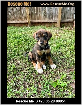 - South Carolina Dog Rescue - ADOPTIONS - Rescue Me!