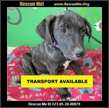 - Indiana Dog Rescue - ADOPTIONS - Rescue Me!