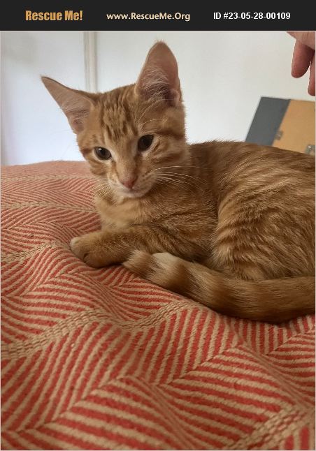 ADOPT 23052800109 ~ Domestic Cat Rescue ~ Grand Prairie, TX