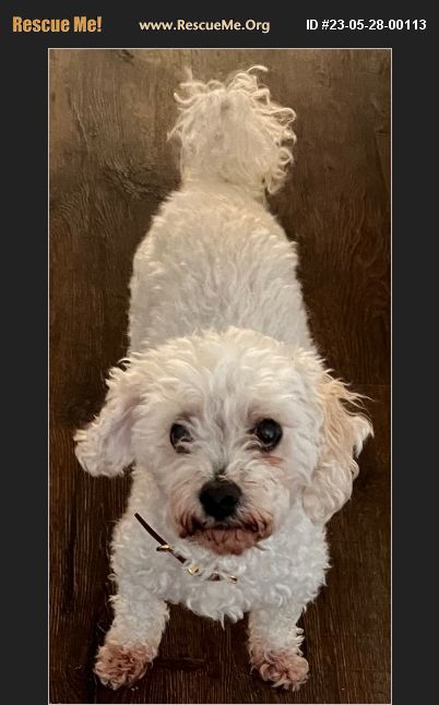 ADOPT 23052800113 ~ Maltese Rescue ~ Dallas, TX