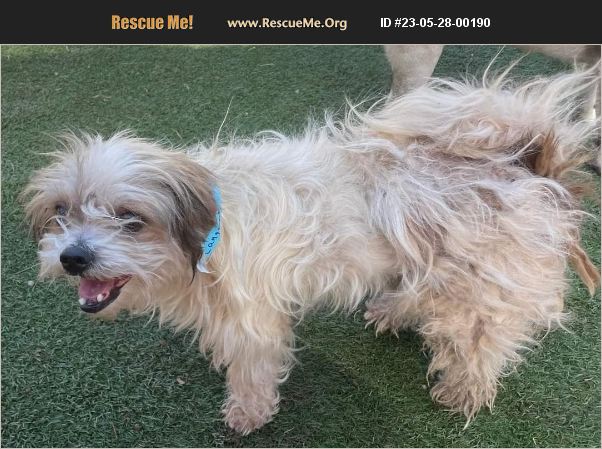 ADOPT 23052800190 ~ Lhasa Apso Rescue ~ Marana, AZ