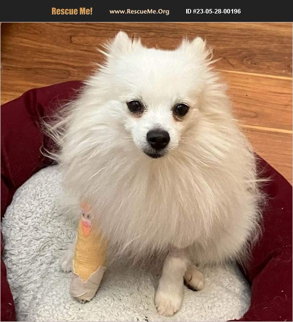 ADOPT 23052800196 ~ Pomeranian Rescue ~ Marana, AZ