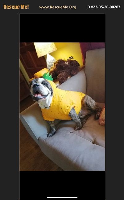 ADOPT 23052800267 ~ Bulldog Rescue ~ Santa Fe, NM