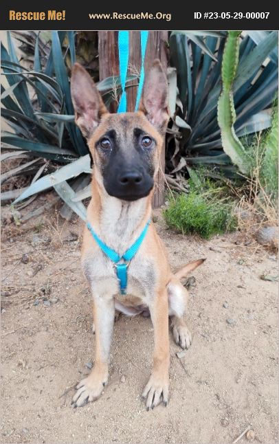 ADOPT 23052900007 ~ Belgian Malinois Rescue ~ San Diego, CA