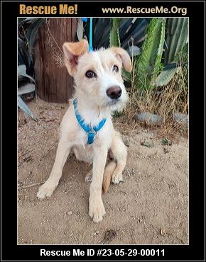 - California Border Terrier Rescue - ADOPTIONS - Rescue Me!