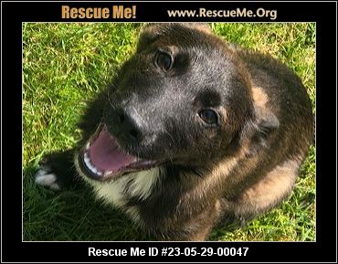 - New York Corgi Rescue - ADOPTIONS - Rescue Me!