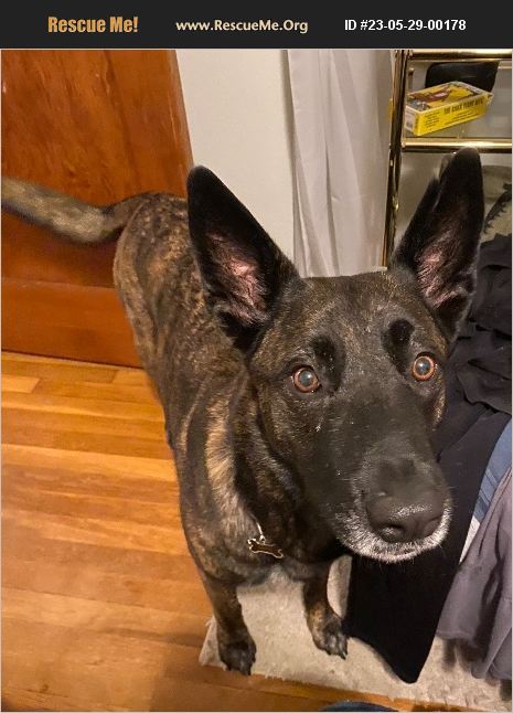 ADOPT 23052900178 ~ Dutch Shepherd Rescue ~ St. Louis, MO