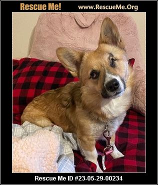 - Colorado Corgi Rescue - ADOPTIONS - Rescue Me!