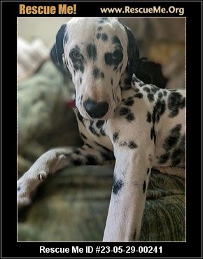 - California Dalmatian Rescue - ADOPTIONS - Rescue Me!
