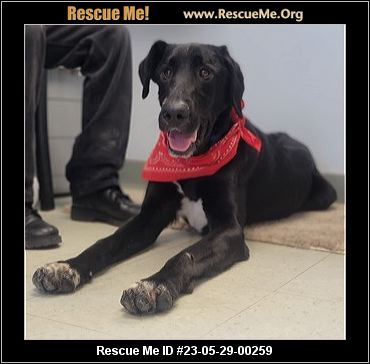 - Colorado Lab Rescue - ADOPTIONS - Rescue Me!
