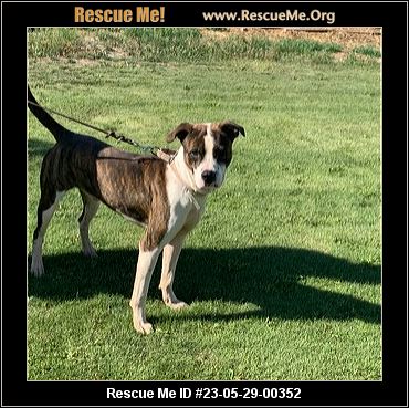 - Idaho Dog Rescue - ADOPTIONS - Rescue Me!