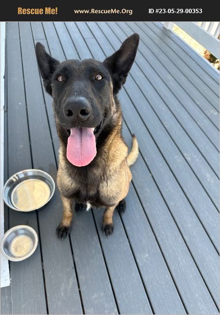 ADOPT 23052900353 ~ Belgian Malinois Rescue ~ Valley Center, CA