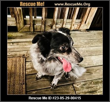- Virginia Australian Shepherd Rescue - ADOPTIONS - Rescue Me!