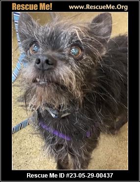 - Arizona Scottish Terrier Rescue - ADOPTIONS - Rescue Me!