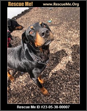- Indiana Doberman Pinscher Rescue - ADOPTIONS - Rescue Me!